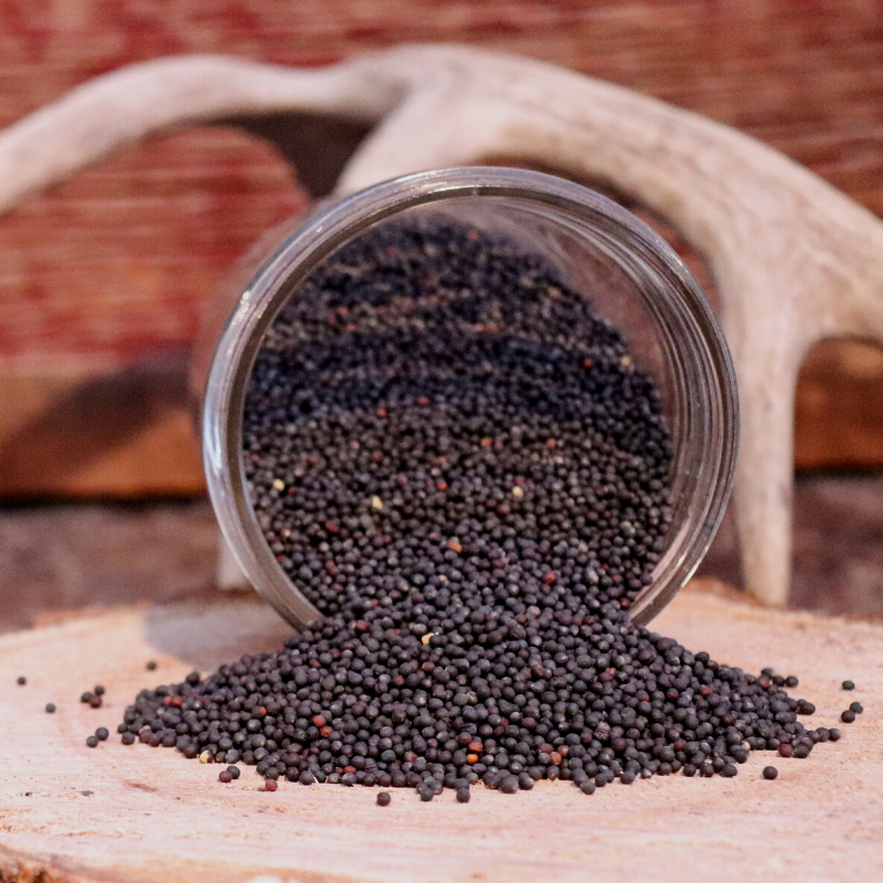 Dwarf Essex Rapeseed - Deer Plot Seed | Jaster's Ag Supply