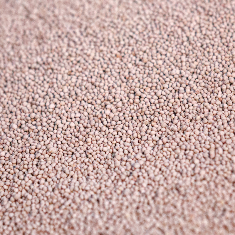 Aberlasting Clover - Deer Plot Seed | Jaster's Ag Supply