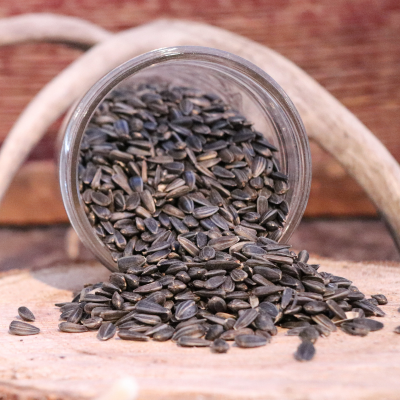 Sunflowers - Deer Plot Seed | Jaster's Ag Supply