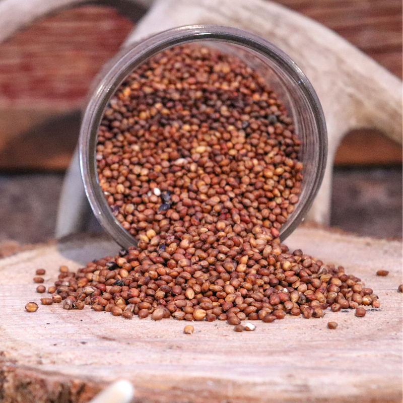 Egyptian Wheat - Deer Plot Seed | Jaster's Ag Supply